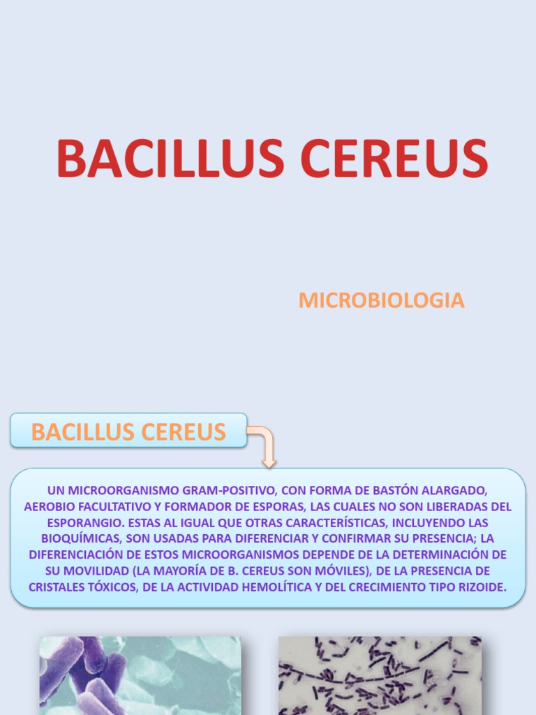 Bacillus Cereus | PDF | Alimentos | Bacilo