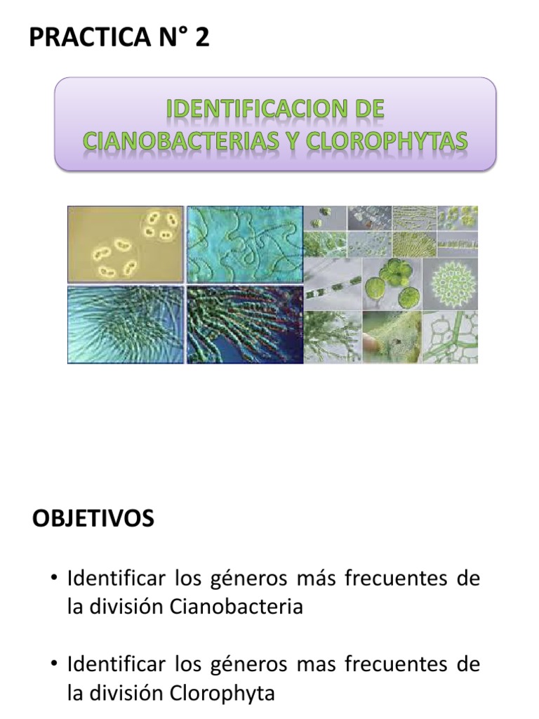 Identificación de Cianobacterias y Clorophytas-Lab Semana 2 | PDF ...