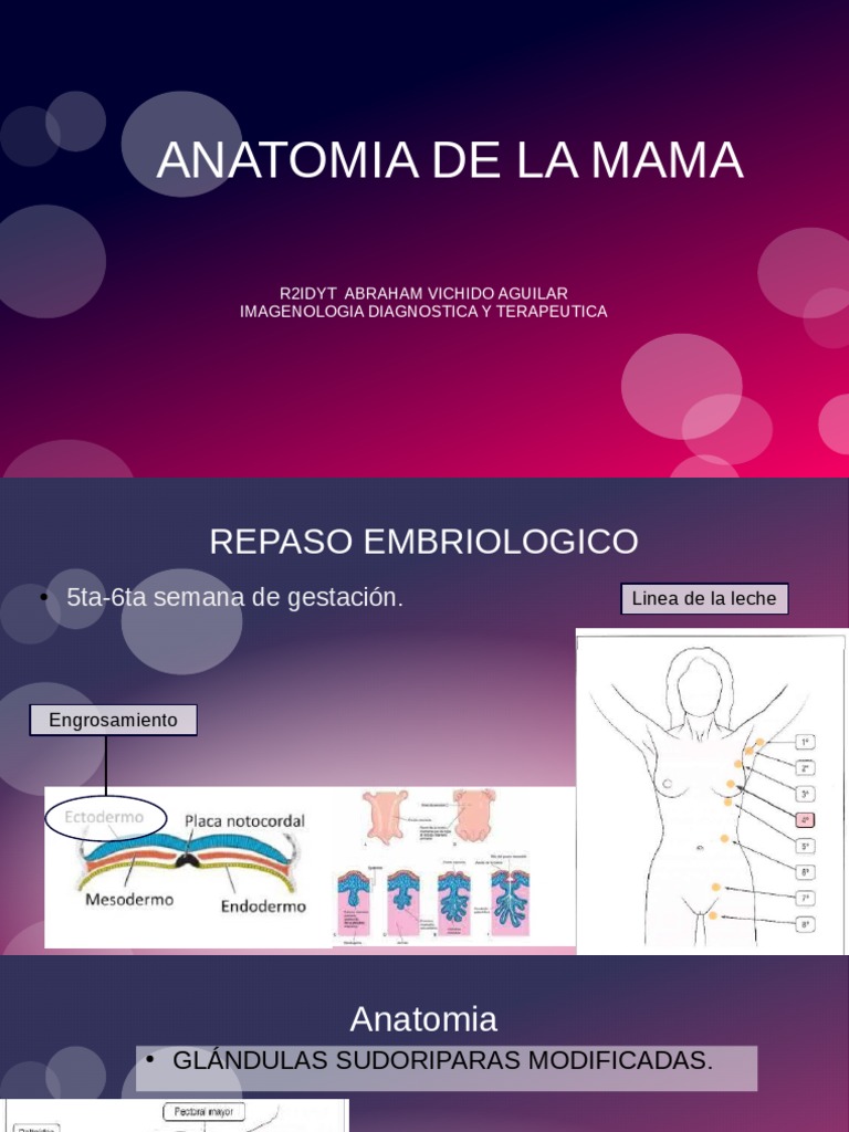 Anatomia de Mama | PDF | Pecho | Órgano (anatomía)
