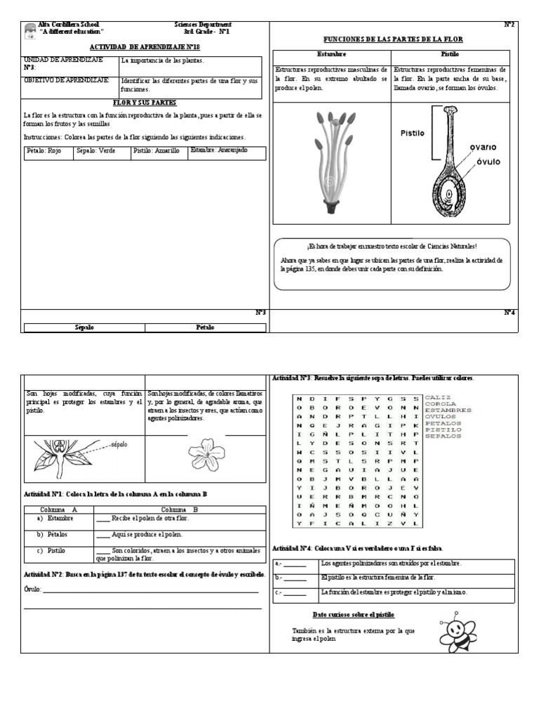 Partes y funciones de la flor | PDF | Flores | Horticultura