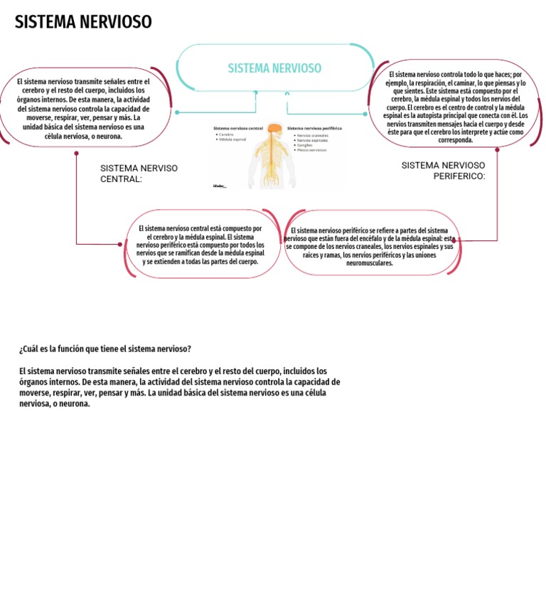 Sistema Nervioso | PDF | Sistema nervioso | Cerebro