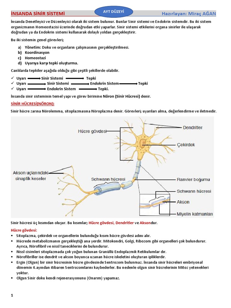 ÜNİTE 1 İNSANDA SİNİR SİSTEMİ | PDF