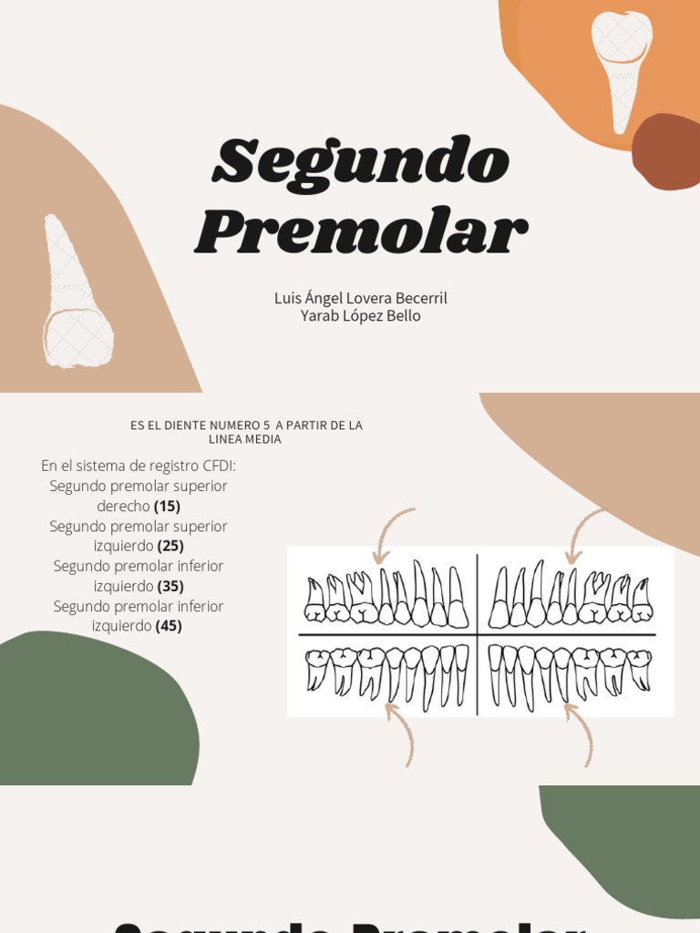 Anatomía del Segundo Premolar Superior | PDF | Estudios de idiomas ...