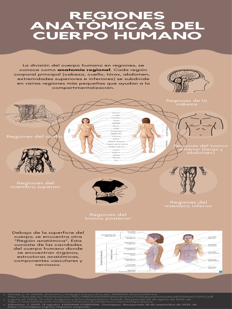 Regiones Anatómicas Del Cuerpo Humano | PDF