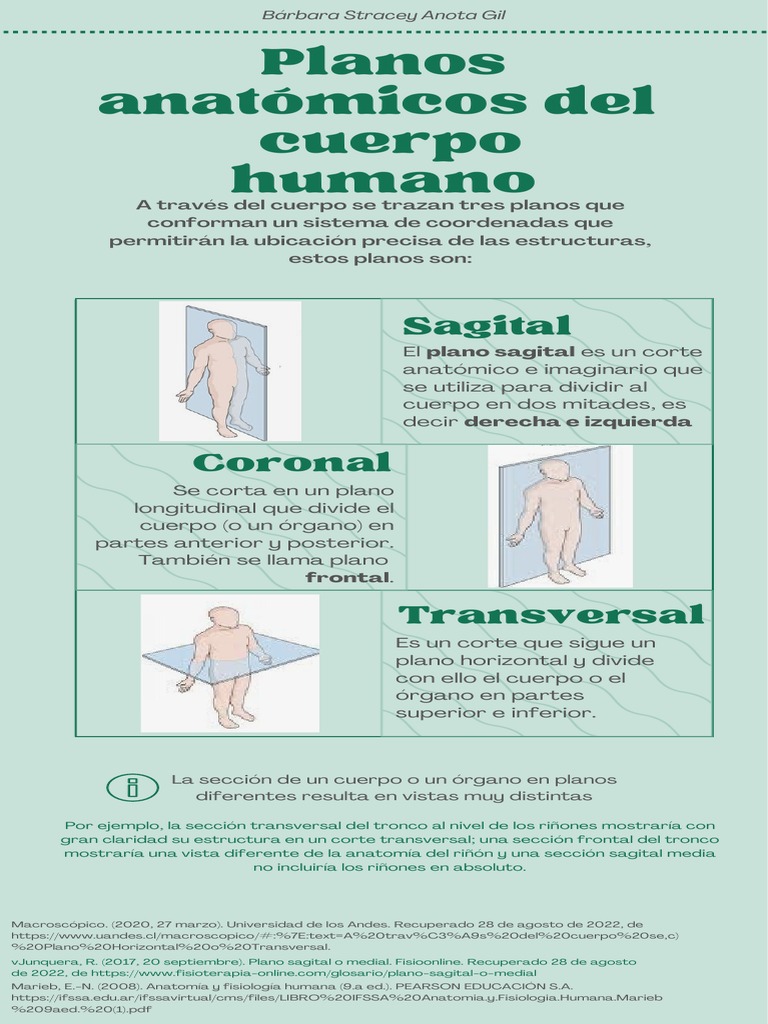 Planos anatómicos del cuerpo humano (Sagital, Coronal y Transversal ...