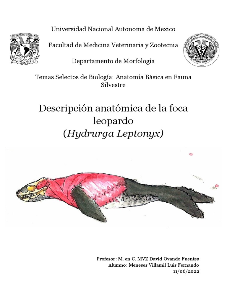 Hydrurga Leptonix | PDF | Esqueleto | Zoología