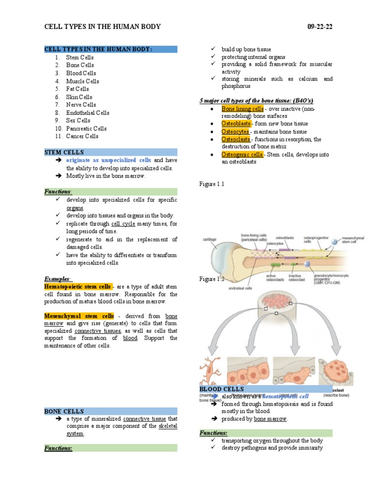 GENERAL BIOLOGY Cell Types Cell Modifications | PDF | Bone | Adipose Tissue