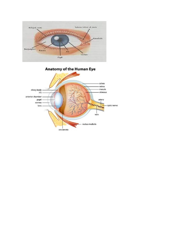Anatomi Mata | PDF