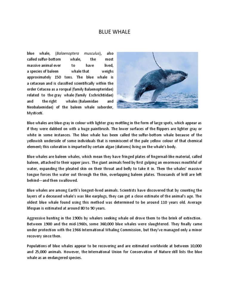 BLUE WHALE. Analysis | PDF | Whales | Cetacea