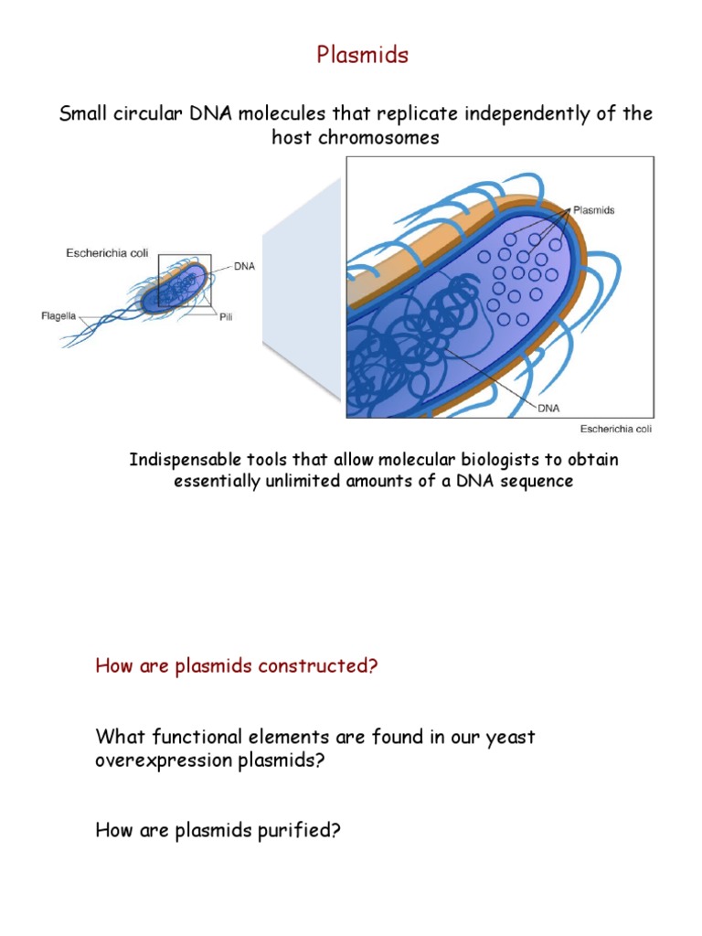 10 Plasmids | PDF | Plasmid | Vector (Molecular Biology)