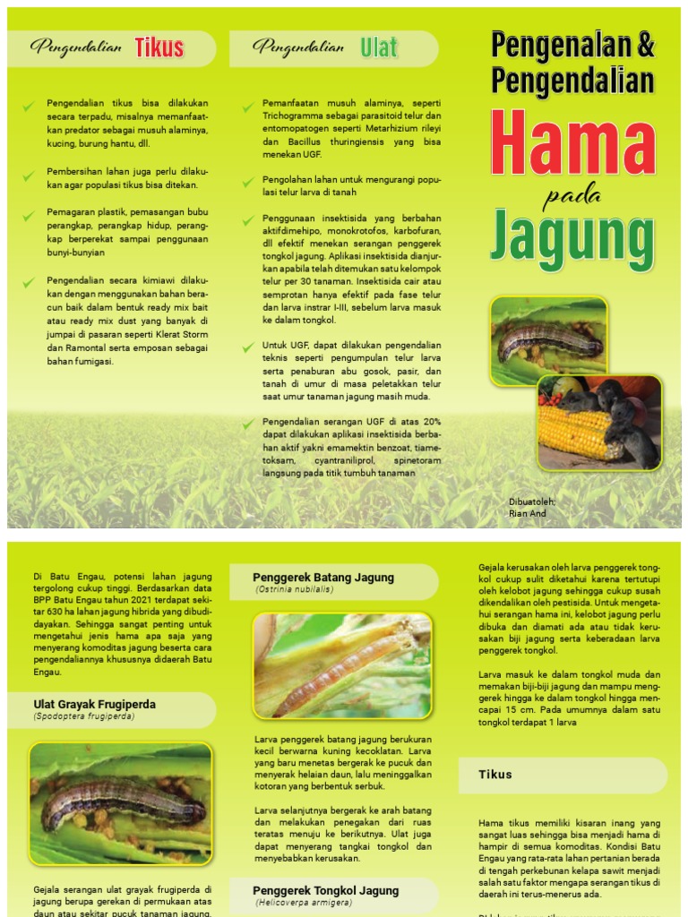 Leaflet Hama Jagung 2-Compressed | PDF
