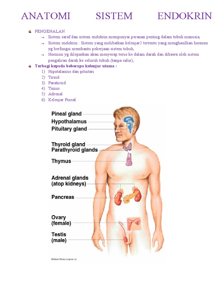 SISTEM ENDOKRIN | PDF
