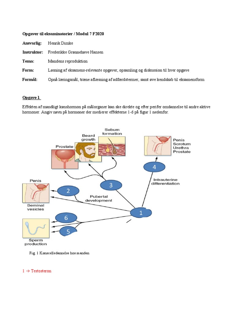 Fys 3 - Mand Reproduktion | PDF