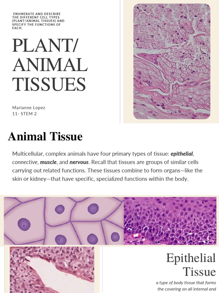 PLANT/ANIMAL TISSUES | PDF | Tissue (Biology) | Human Body