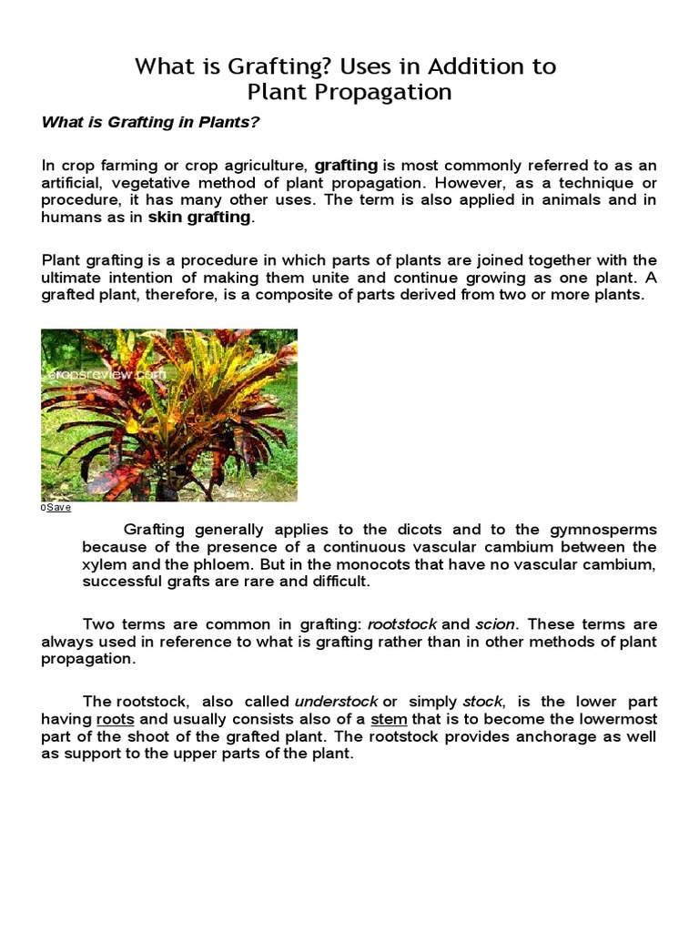 Grafting | PDF | Grafting | Branches Of Botany