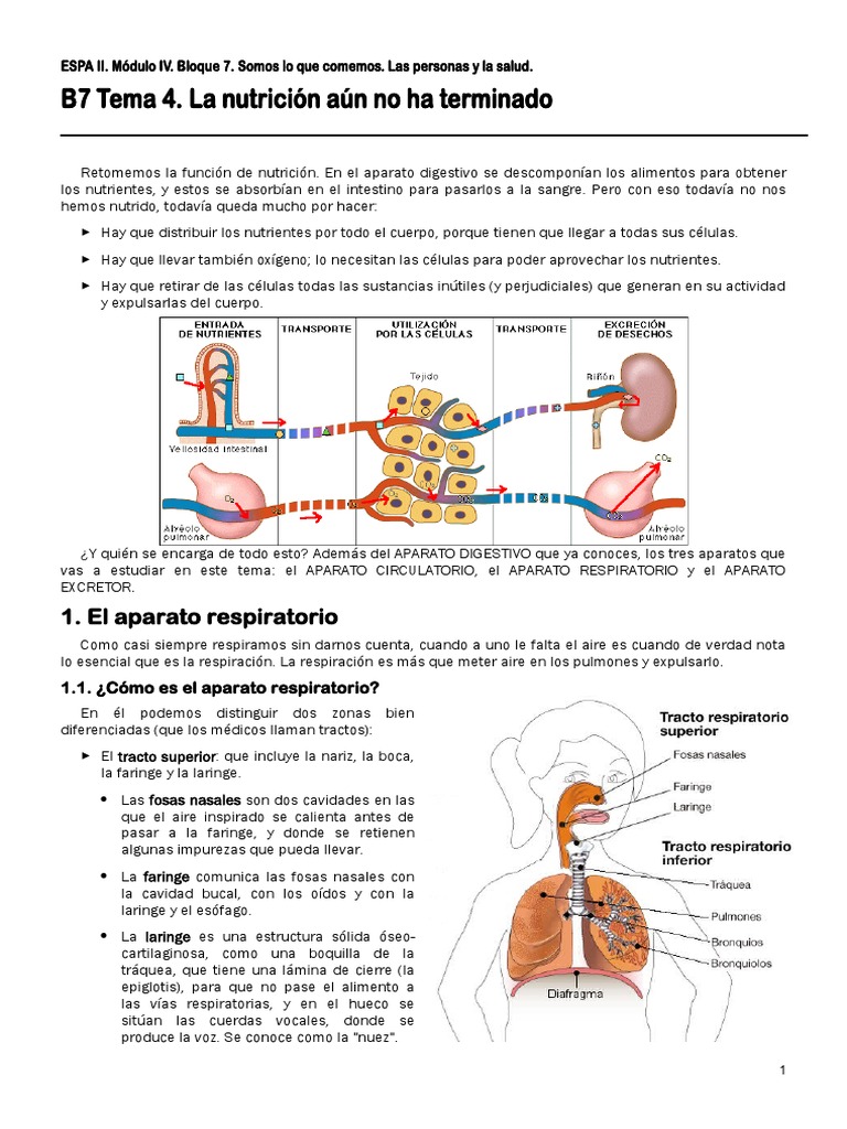 Espa Ii Tema 4 Bloque 7 | PDF | Vena | Riñón