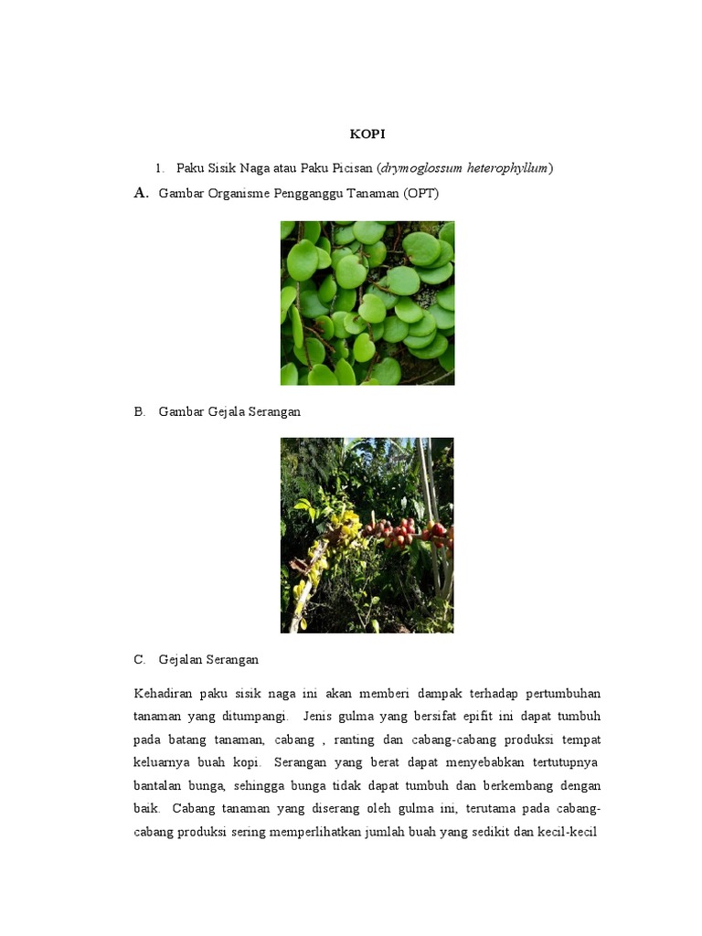 Gulma Pada Kopi & Gambir | PDF