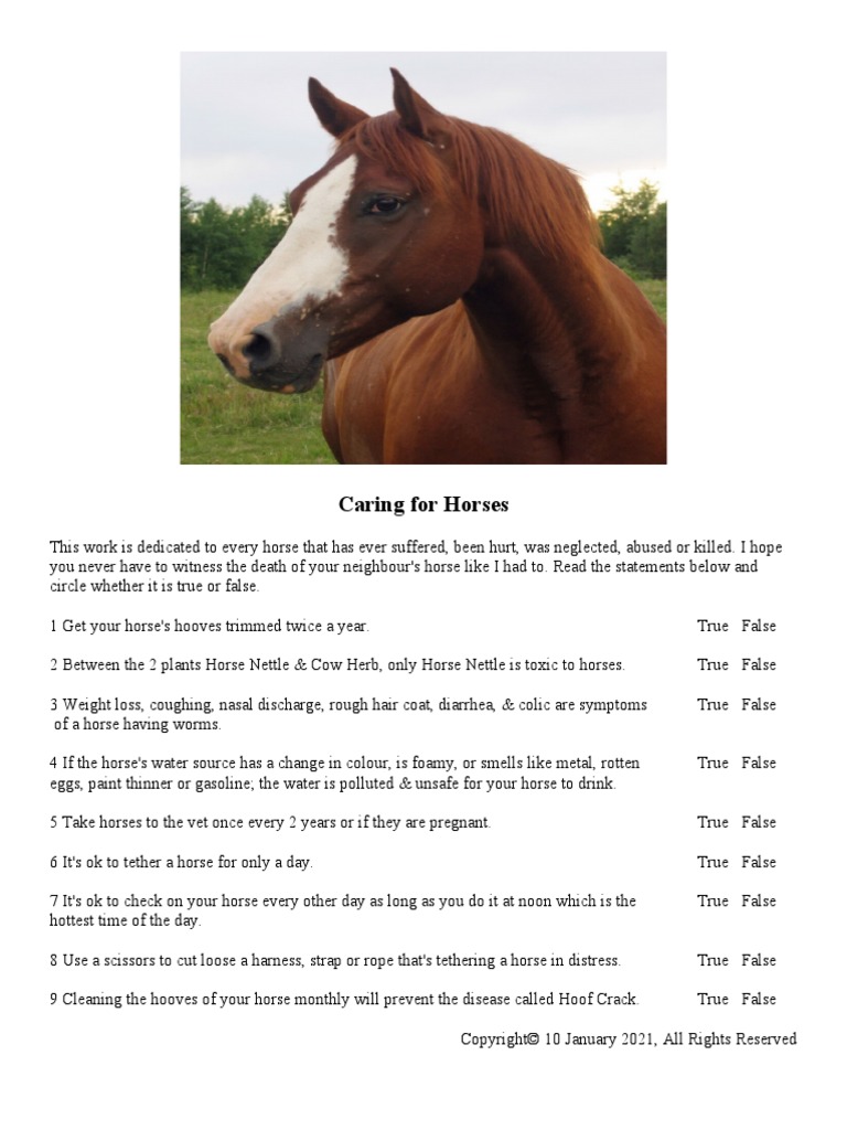 CaringforHorsesWorksheet 1 | PDF | Horses