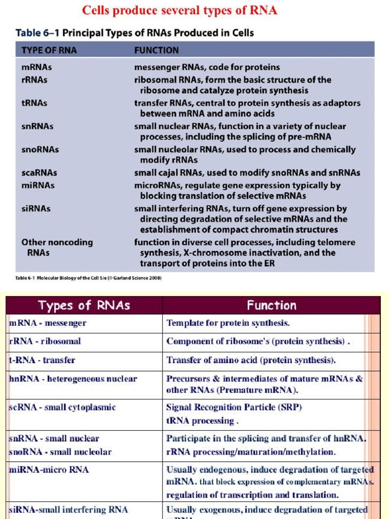 Si RNA | PDF | Rna | Micro Rna
