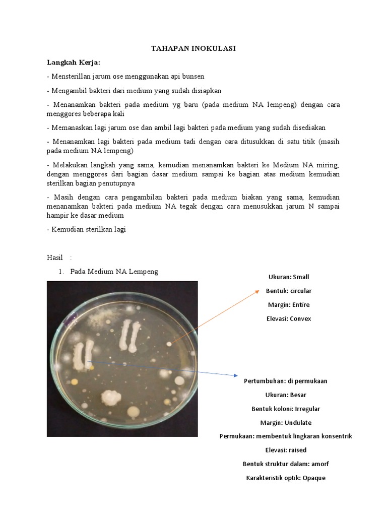 Kelompok 3 Identifikasi Bakteri | PDF
