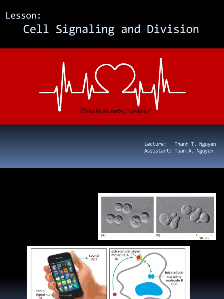 Cell Division - Signaling | PDF