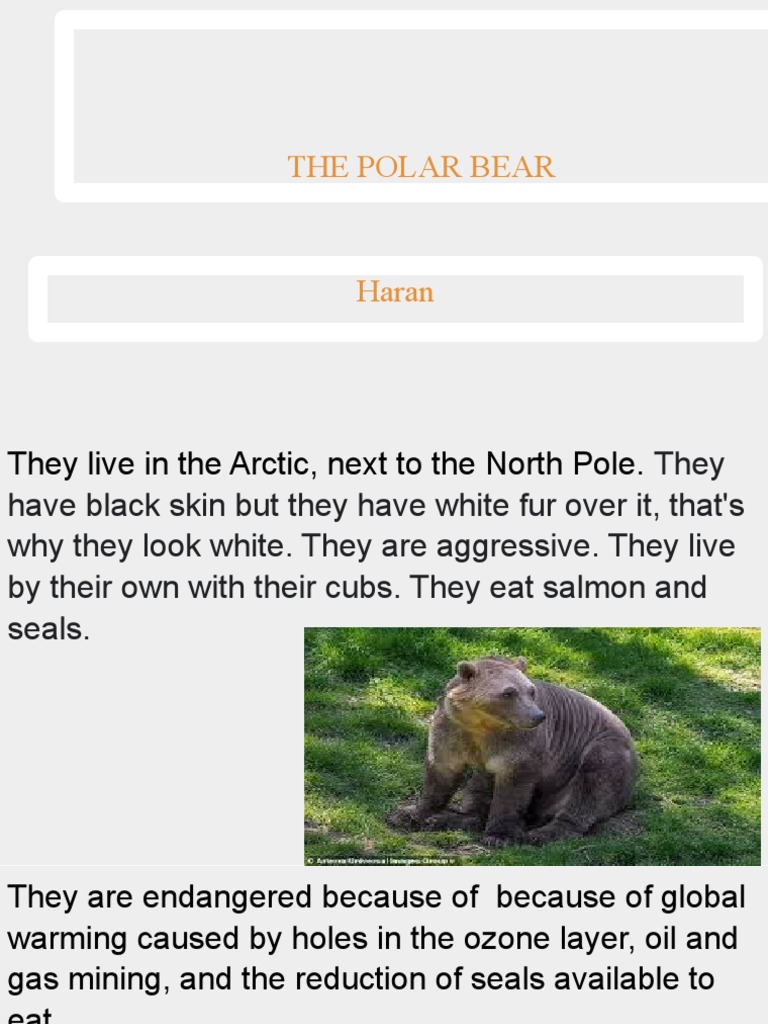 Polar Bear | PDF
