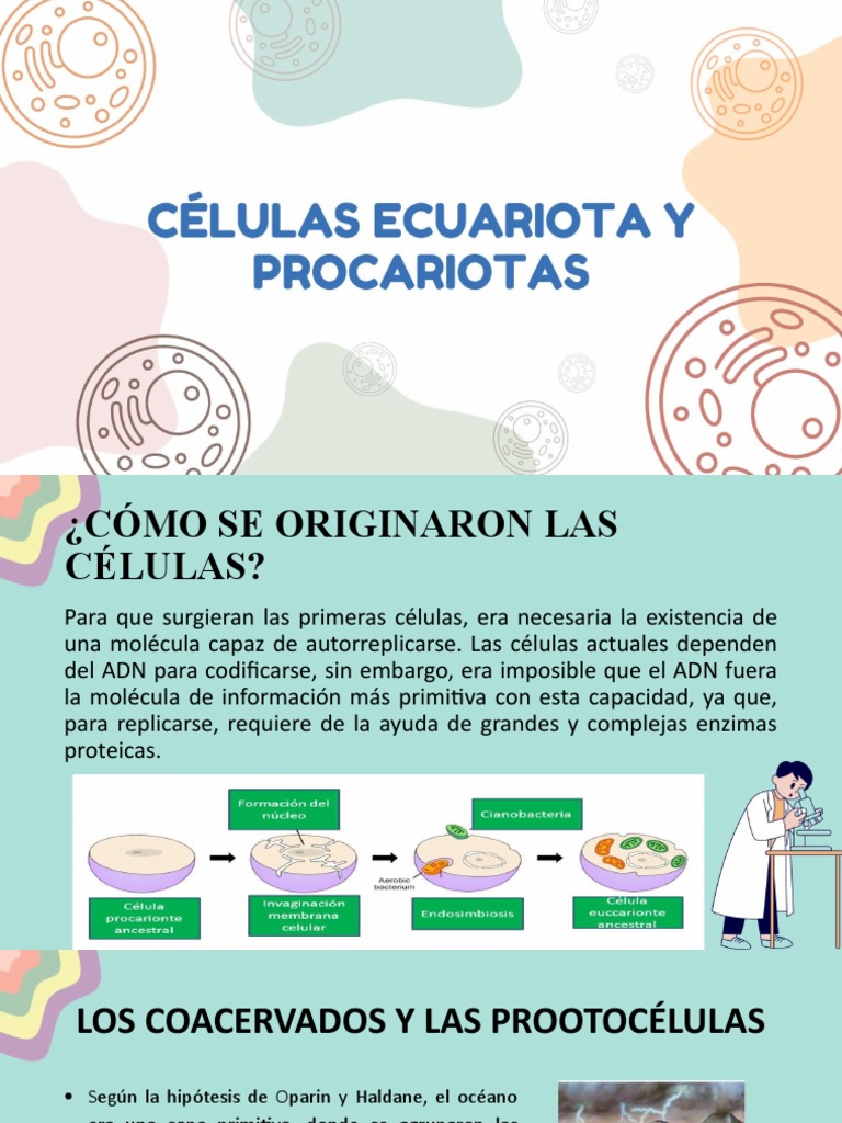 Celulas | PDF | Hogar, jardinería y bricolaje | Salud y bienestar