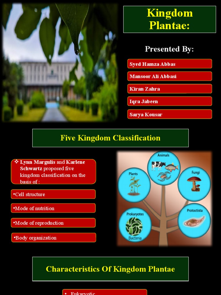 Kingdom Plantae | PDF | Leaf | Plants