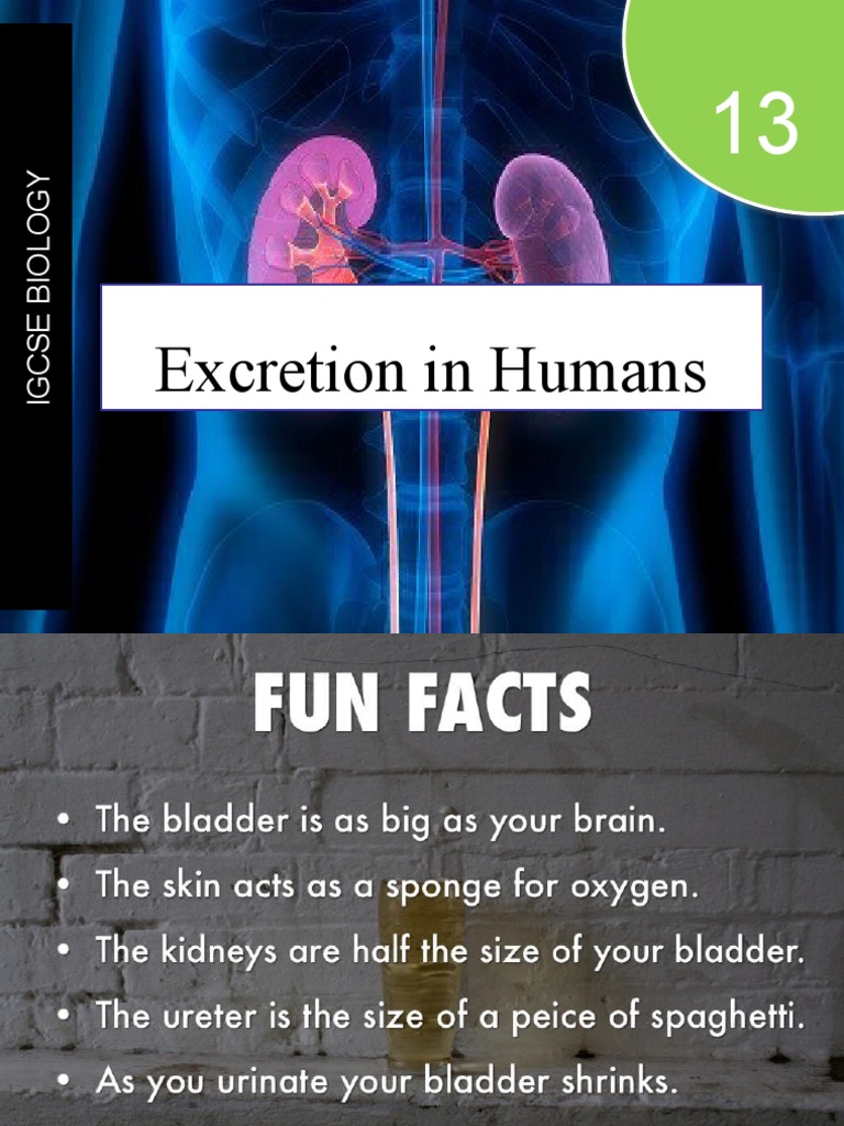 IGCSE Excretion in Humans (Edited) | PDF | Kidney | Organ (Anatomy)