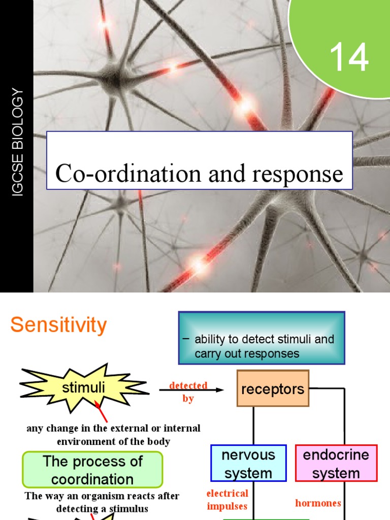 Y10 Co Ordination and Response | PDF | Nervous System | Neuron