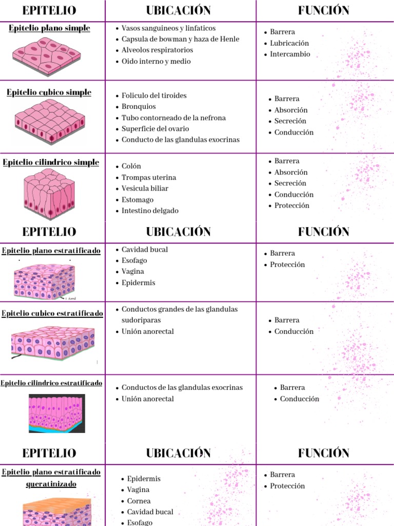 Epitelio Simple | PDF | Epitelio | Anatomía