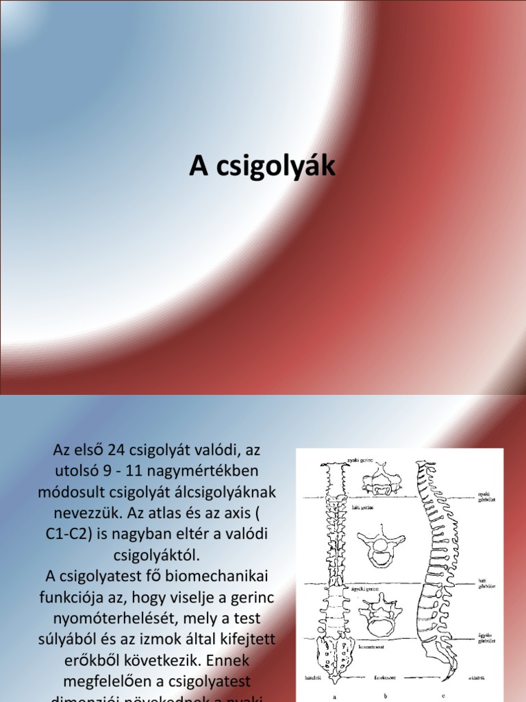 A Csigolyák | PDF