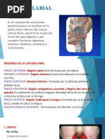Región Labial de La Cara. | PDF | Labio | Anatomía humana
