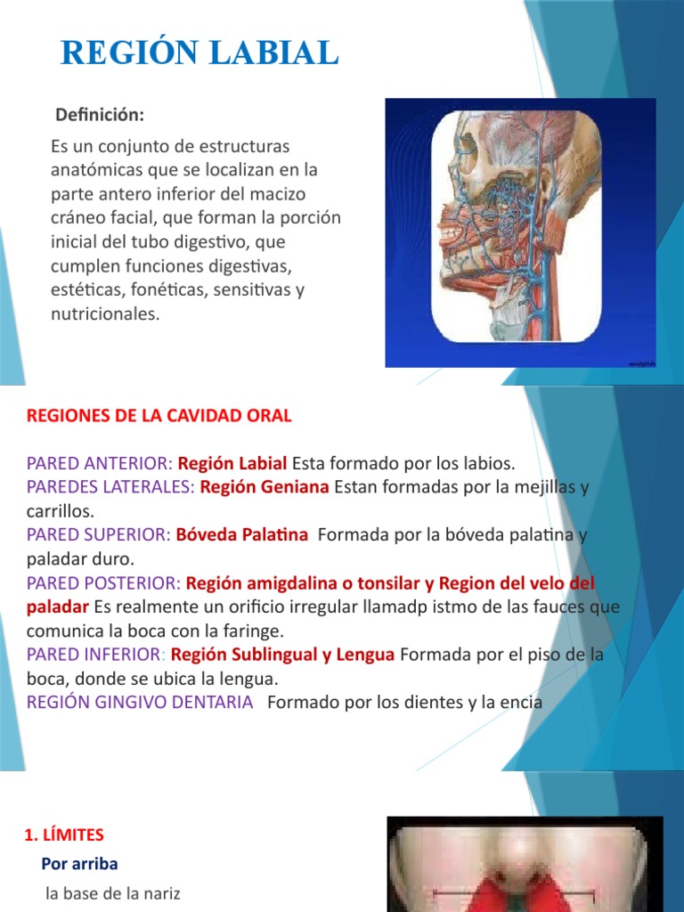 Region Labial | PDF | Labio | Piel