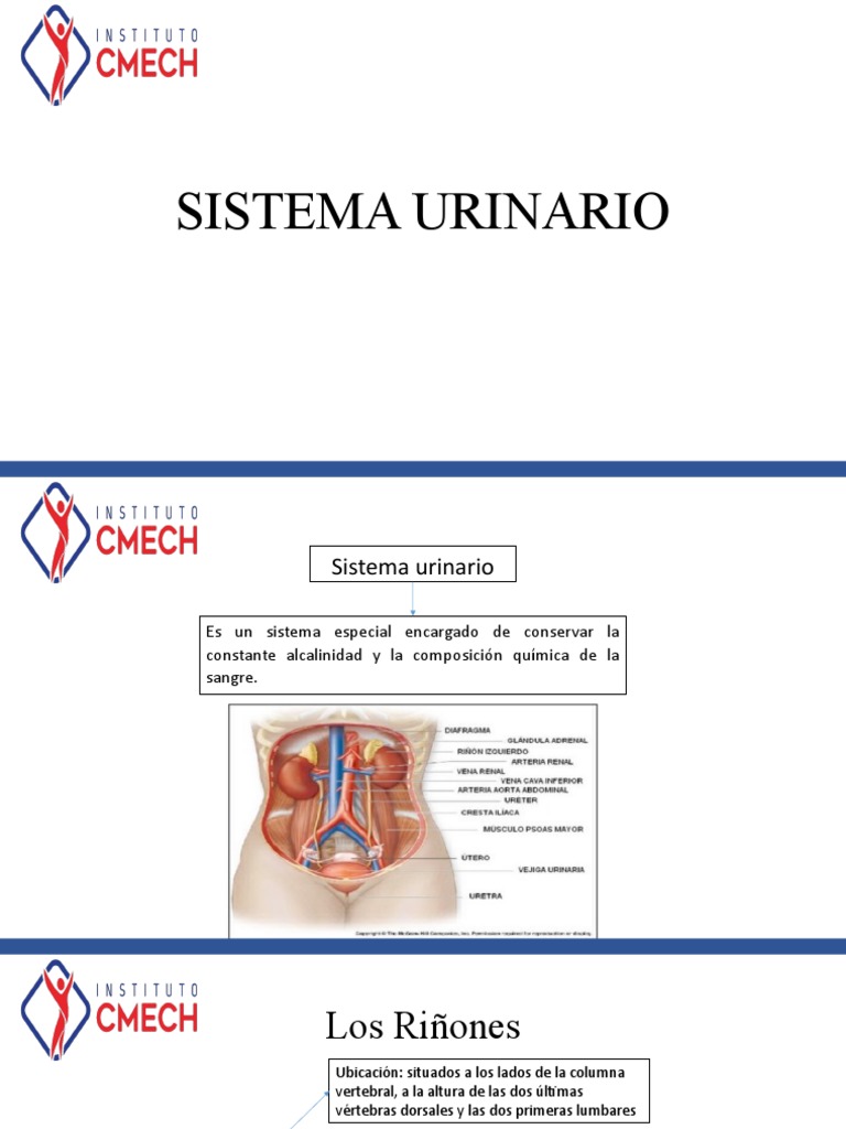 Sistema Urinario | PDF | Sistema urinario | Riñón