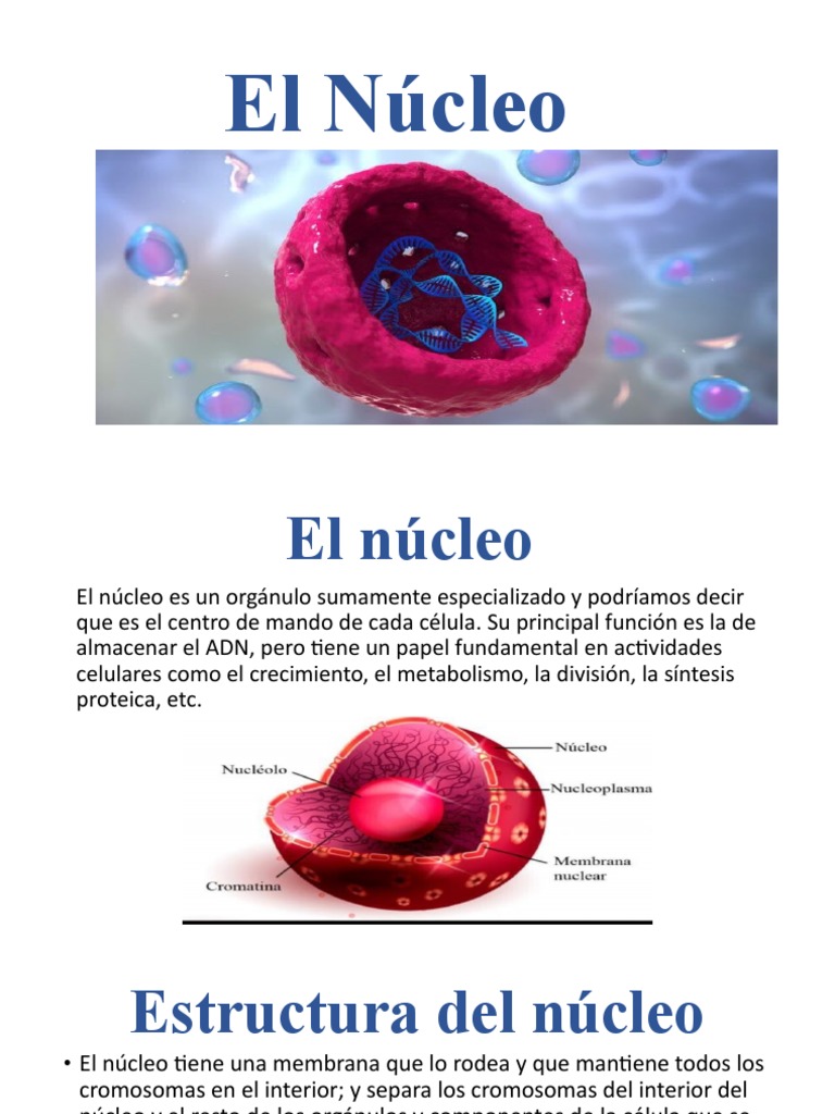 Diapositiva de El Nucleo | PDF | Nucleo celular | Biología Celular)