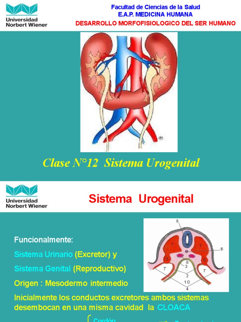 Clase N°12 Sistema Urogenital Corregido | PDF | Riñón | Sistema urinario