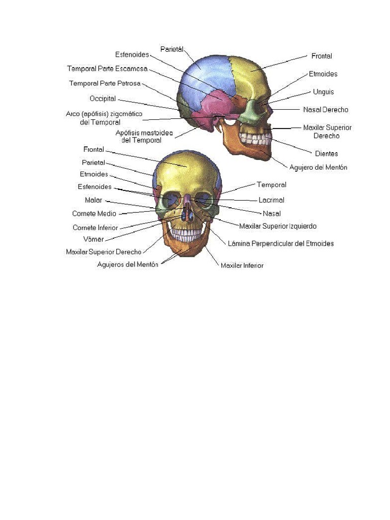 Huesos de La Cabeza | PDF