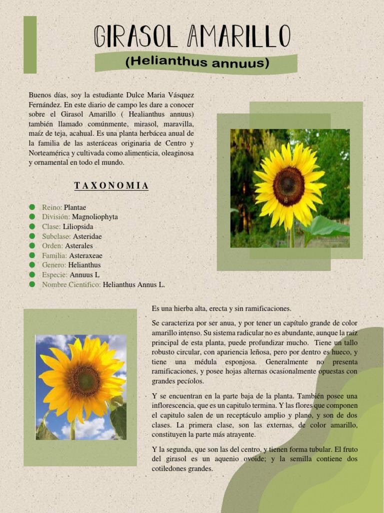 Diario de Campo | PDF | Plantas | Botánica