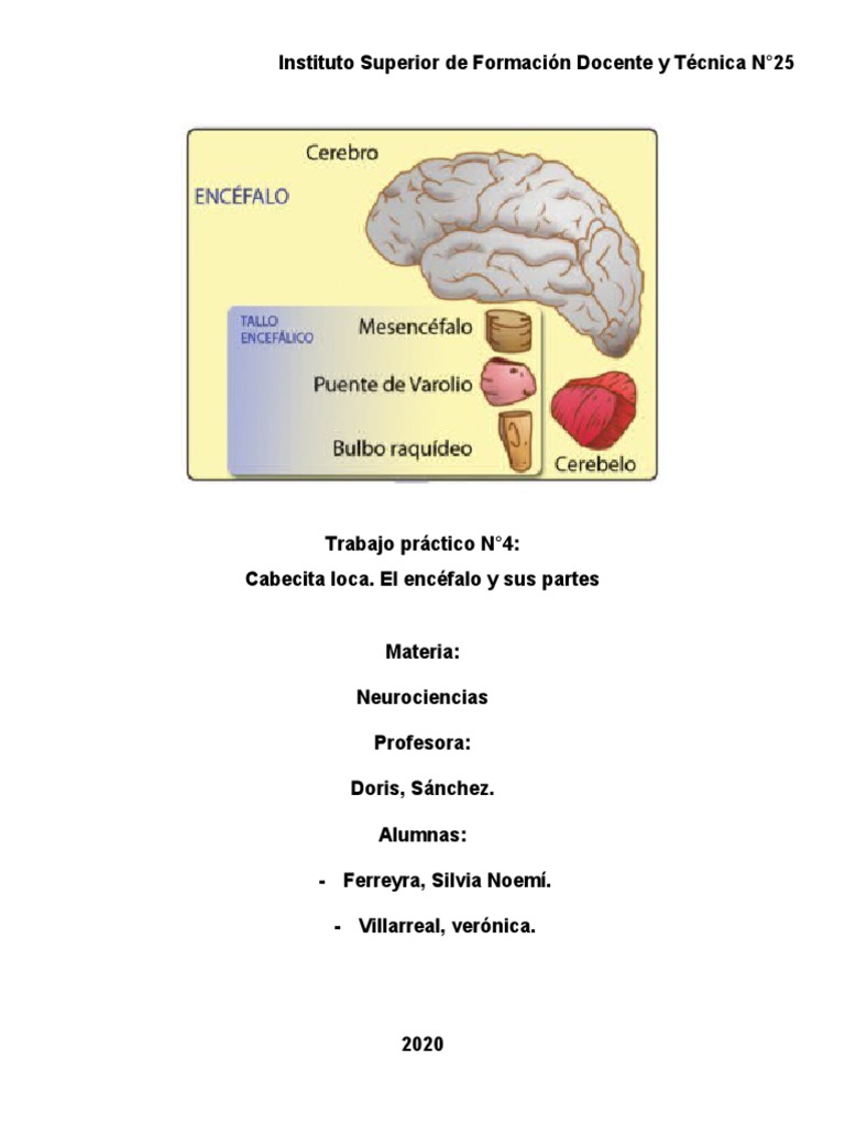 El Encefalo y Sus Partes | PDF | Cerebro | Sistema nervioso central