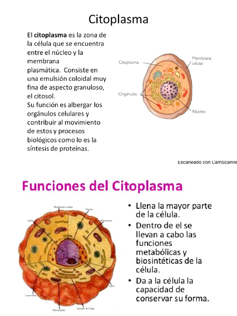 Cito Plasma | PDF