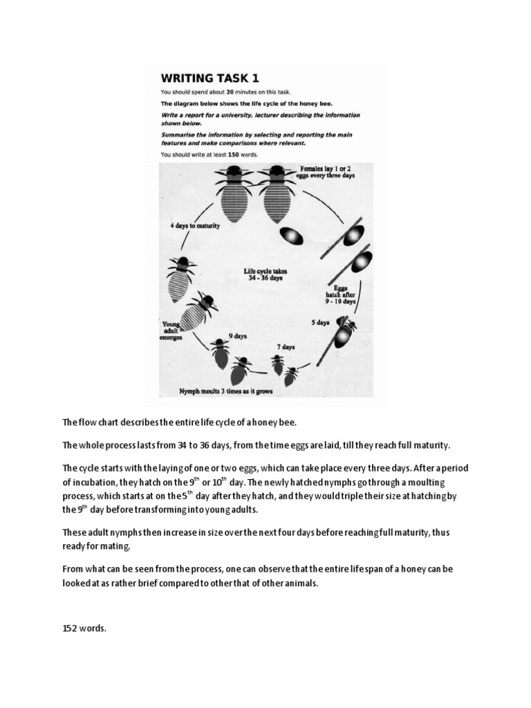 The Flow Chart Describes The Entire Life Cycle of A Honey Bee | PDF
