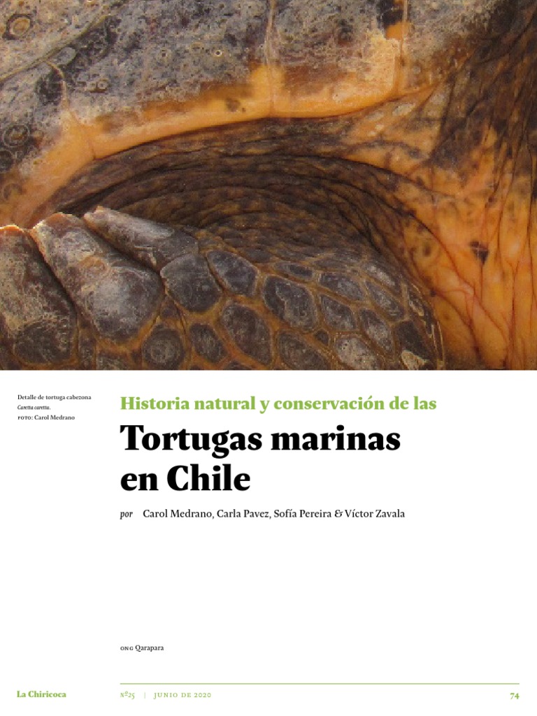 Conservación de tortugas marinas en Chile | PDF | Tortuga marina | Reptil