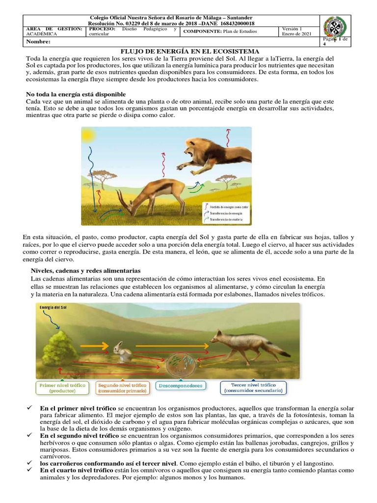 Flujo de Materia y Energia en Los Ecosistemas | PDF | Red alimentaria | Plantas