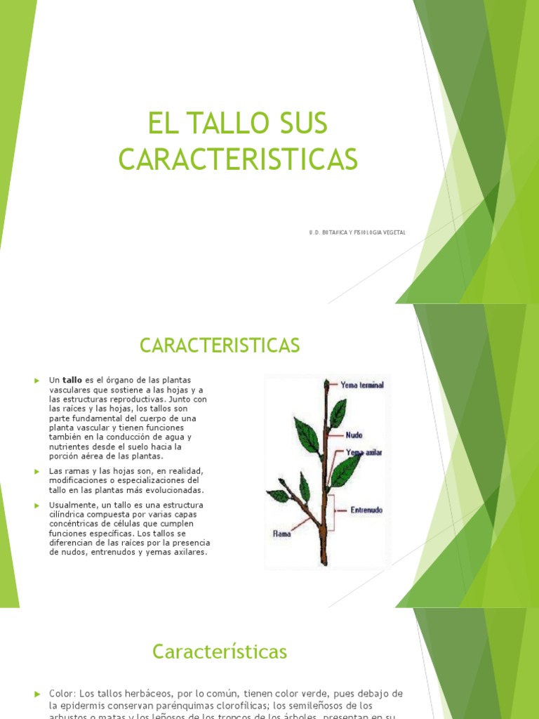 El Tallo | PDF | Tallo de la planta | Raíz