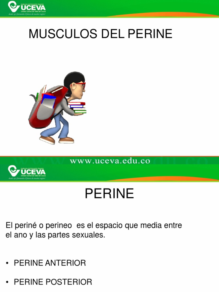Musculos Del Perine | Descargar gratis PDF | Sistema musculoesquelético ...