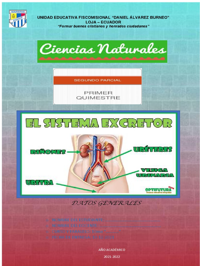 Actividad #4 CCNN 10mo Sistema Excretor | PDF | Moodle