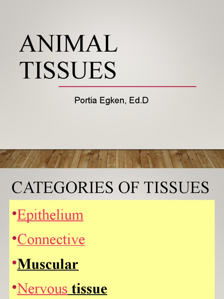 Animal and Plant Tissue | PDF | Epithelium | Tissue (Biology)
