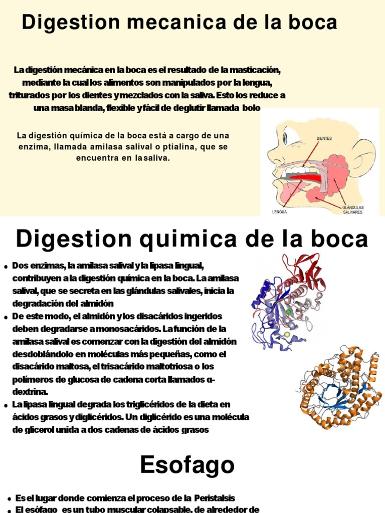 Digestión en la boca y esófago: Proceso y funciones | PDF | Digestión ...
