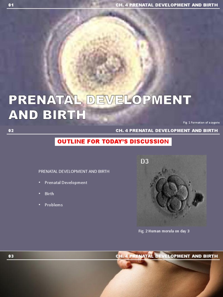 Ch. 4 Prenatal Development | Download Free PDF | Prenatal Development | Pregnancy